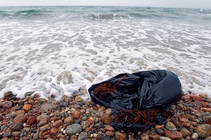 Dampak Polusi Sampah Plastik Bahayakan Kesehatan Laut Dan Manusia