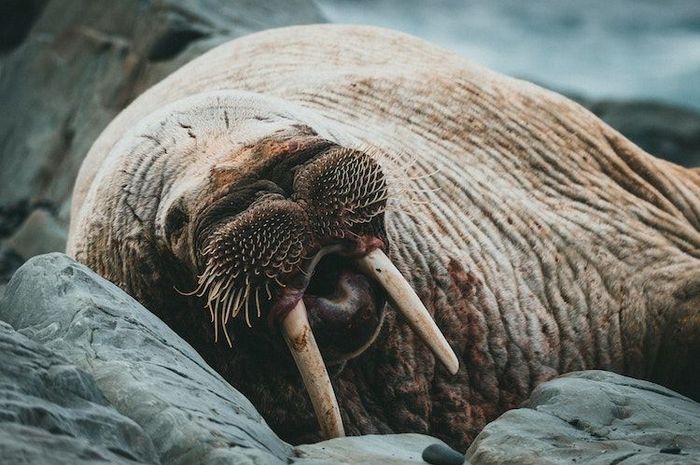 5 Fakta Unik Walrus, Hewan Laut Bergading - Adjar