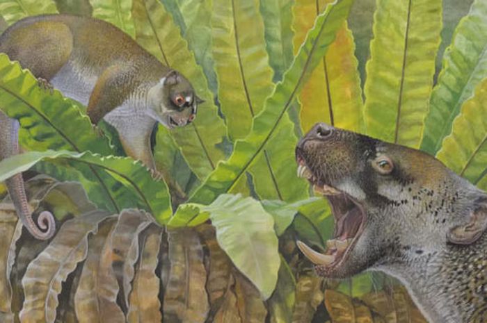 Penemuan Fosil Berusia 25 Juta Tahun Mengungkap Spesies Baru Posum ...