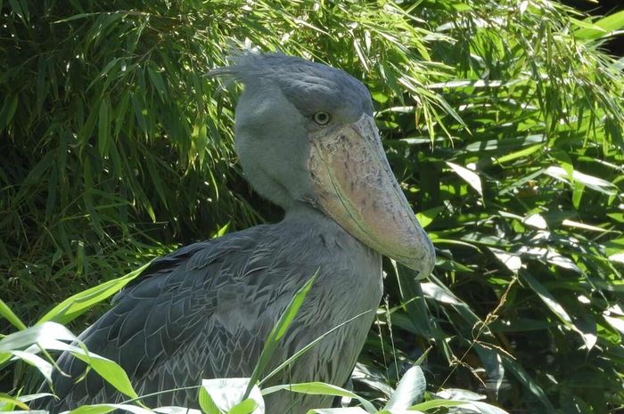 5 Fakta Unik Burung Shoebill, Jenis Hewan Purba Kerabat Bangau - Bobo