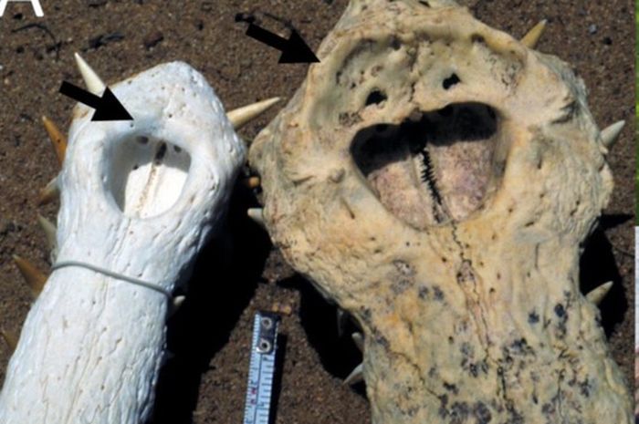 Jadi Perdebatan, Bisakah Kita Membedakan Dinosaurus Jantan dan Betina ...