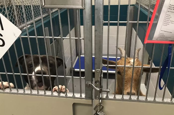 Bikin Gemas, Anjing Ini Menjalin Persahabatan dengan Kambing dan Tak ... Bikin Gemas, Anjing Ini Menjalin Persahabatan dengan Kambing dan Tak ...