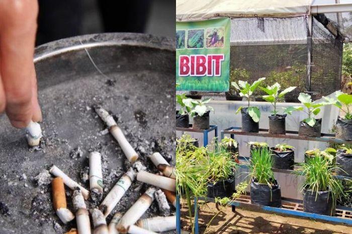 Bapak-bapak yang Sering Ngerokok Jarang Tahu, Abu Rokok Ternyata Bisa ...