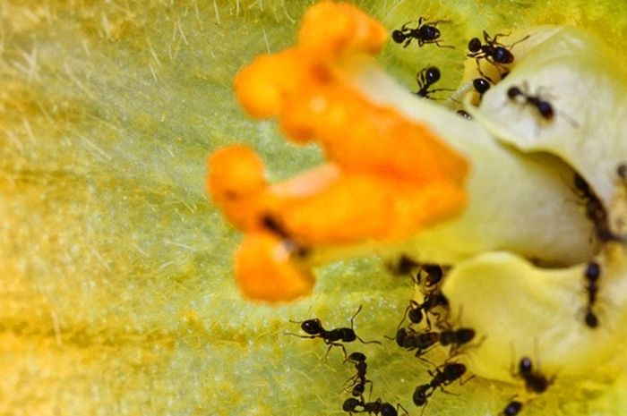 Dunia Hewan: Bagaimana Semut Bisa Menaklukan Dunia Sejak Prasejarah ...