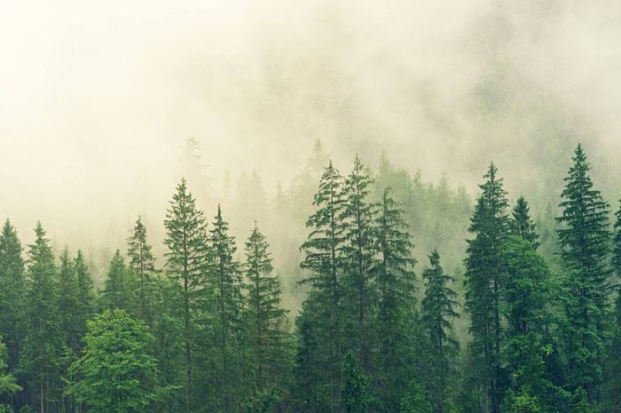 Punya Banyak Manfaat, Ini Pengertian hingga Jenis Hutan Berdasarkan ...