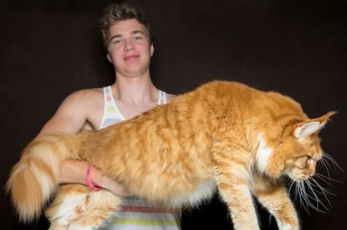 Jika Ingin Menarik Perhatian Wanita Jangan Berfoto Dengan Kucing National Geographic