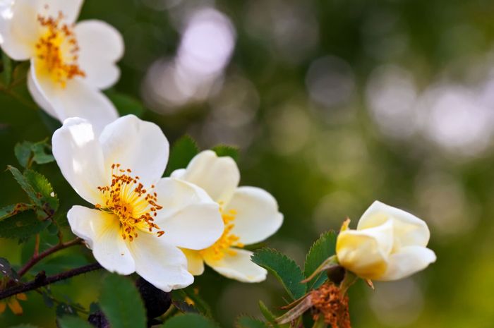 Mengenal Bagian Bunga dan Fungsinya, dari Kelopak hingga Putik - Bobo