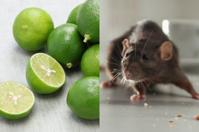 Tikus Ogah Masuk Rumah Lagi, Mengusirnya Cuma Modal Jeruk Nipis yang ...