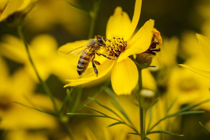 Apa itu Proses Penyerbukan? Materi IPAS Kelas 4 SD Kurikulum Merdeka - Bobo