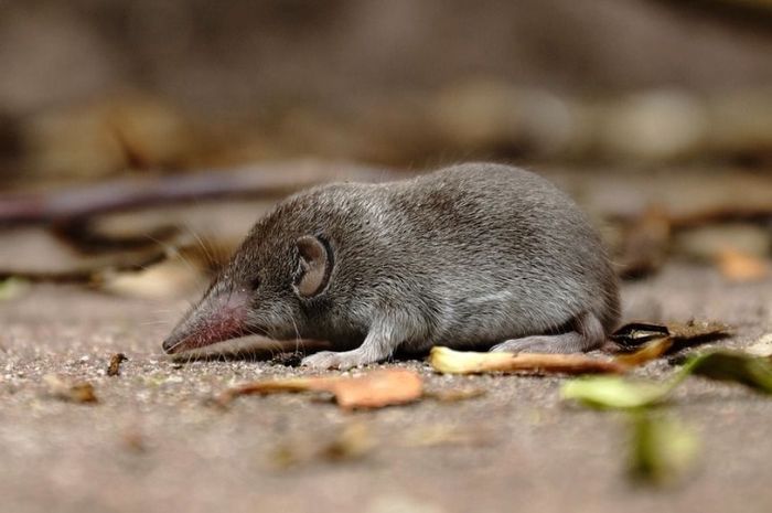 Sekali Pakai Langsung Kabur, Cara Mengusir Celurut dari Rumah Ternyata ...