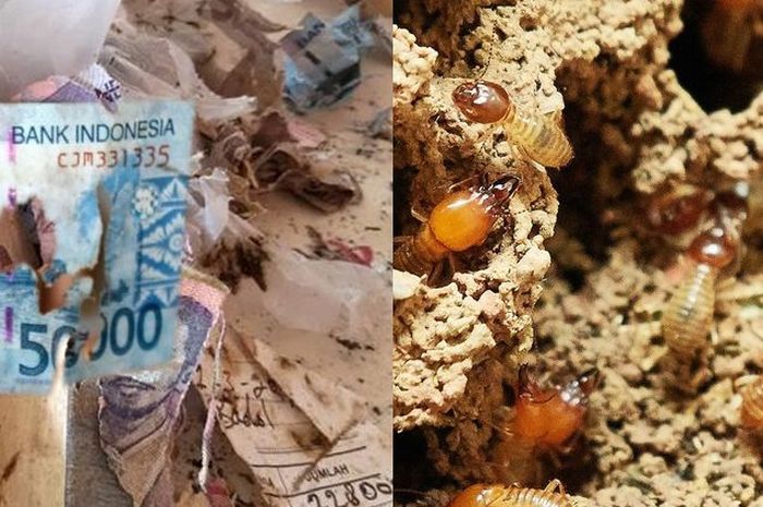 Trik Menyimpan Uang THR di Lemari Tanpa Takut Dimakan Rayap, Ternyata Perlu Dibungkus Dulu Pakai ...