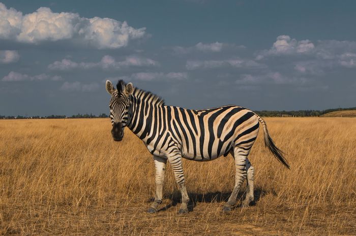 Mengapa Zebra Memiliki Tubuh Berwarna Belang Hitam-Putih? Ini Faktanya ...