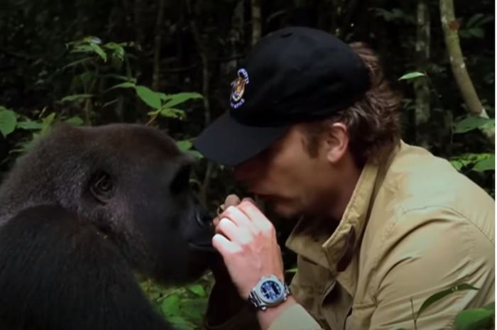 5 Tahun Tak Bertemu, Reuni Gorila dengan Mantan Pengasuhnya Sukses ...