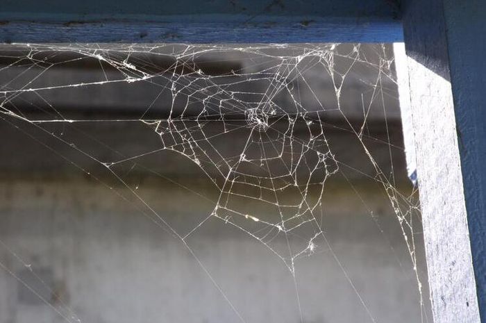 Cara Cegah Sarang Laba-laba Muncul di Plafon Setelah Dibersihkan ...