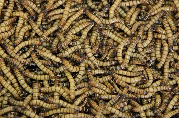 2 Cara Mengusir Belatung dari Rumah, Keluarga Tidak Akan Geli Lagi ...