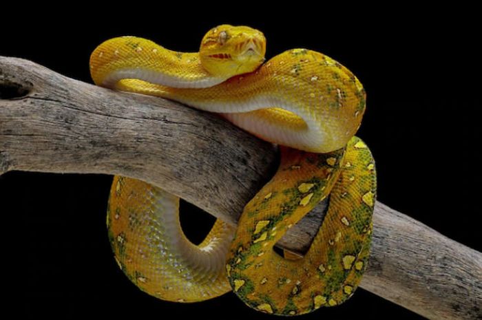 10 Fakta Menarik Ular, Salah Satu Hewan Paling Ditakuti di Dunia - Kids