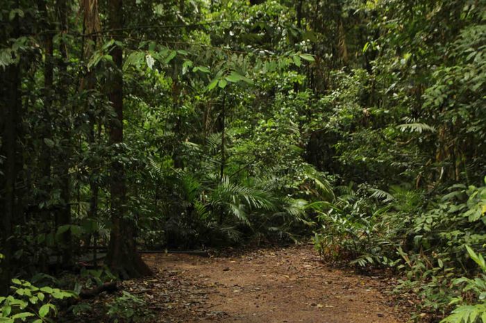 7 Cara Melestarikan Hutan, dari Reboisasi hingga Sistem Tebang Tanam - Bobo