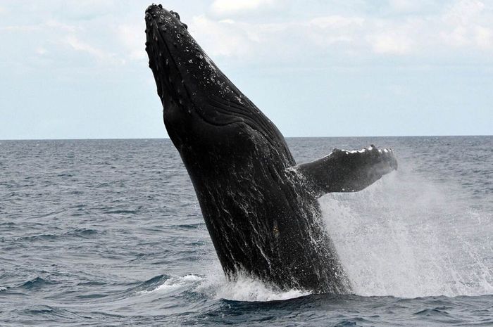 Simbiosis Komensalisme: Pengertian, Ciri-Ciri, dan Contoh di Alam Bebas ...