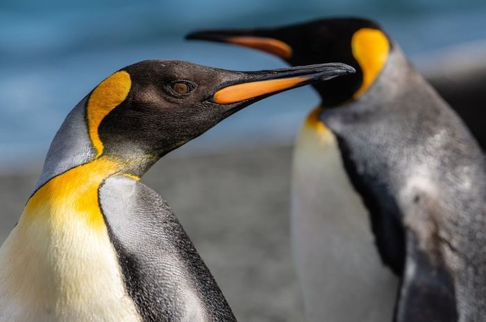 Jarang Ada yang Tahu, Kenapa Burung Tidak Memiliki Gigi seperti Hewan ...