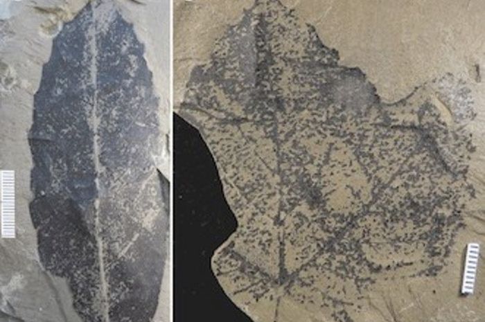 Penemuan Fosil Tumbuhan Purba, Hidup di Burnaby 40 Juta Tahun Lalu ...