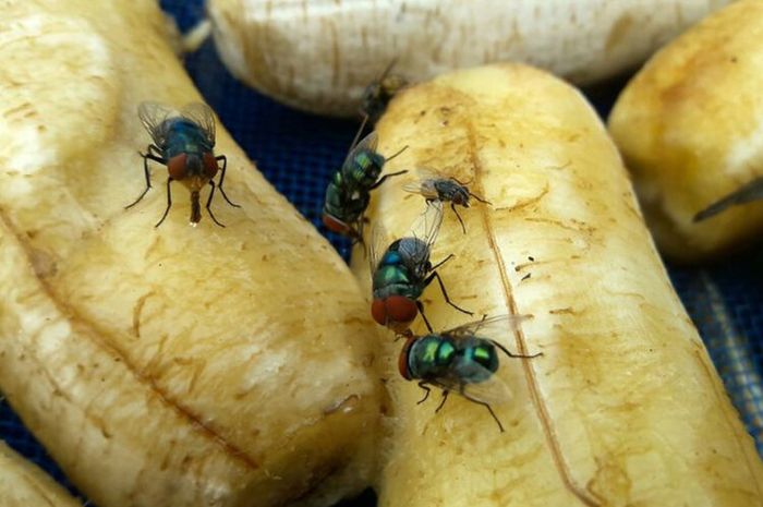 5 Cara Ampuh Mengusir Lalat Hijau Agar Tidak Kembali Lagi ke Dapur ...