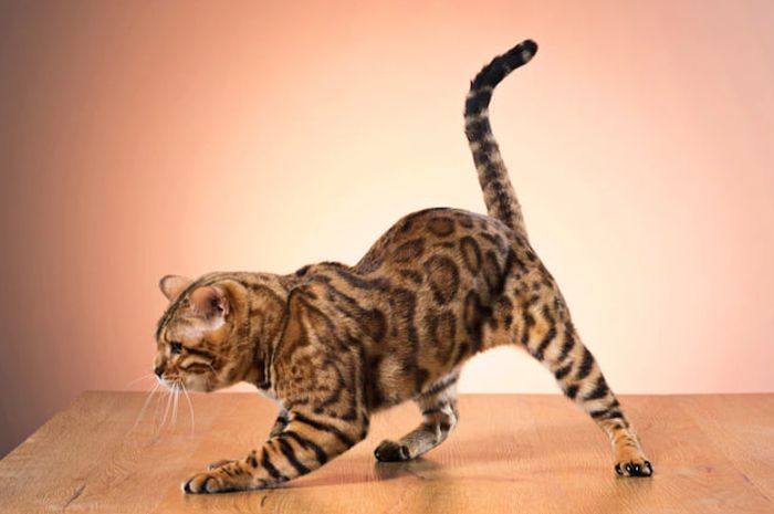 Ketahui 11 Arti Gerakan Ekor Kucing, Melingkar hingga Lurus dan Kaku - Kids