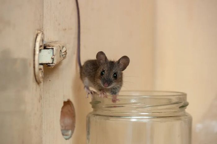 5 Bahan Makanan yang Jadi Alasan Tikus Sering Masuk Dapur, Tak Sadar ... 5 Bahan Makanan yang Jadi Alasan Tikus Sering Masuk Dapur, Tak Sadar ...