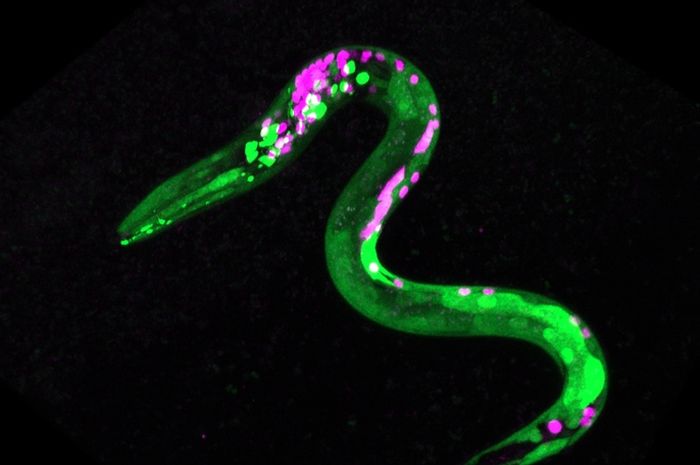 Ganja Membuat Cacing Menjadi Lebih Lapar dan Makan Lebih Banyak - Semua ...