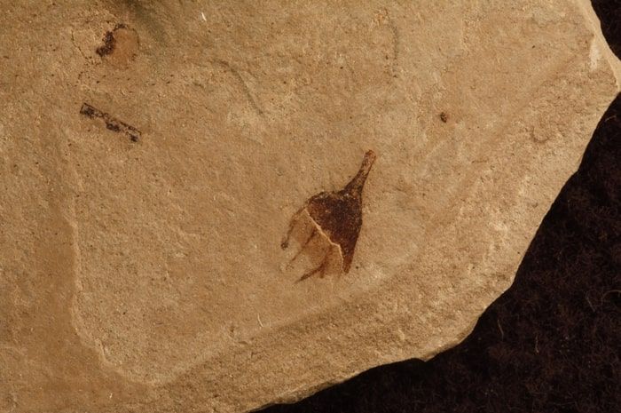 Dari Mana Asal Cabai? Fosil di Amerika Utara Ini Mengubah Pemahaman ...