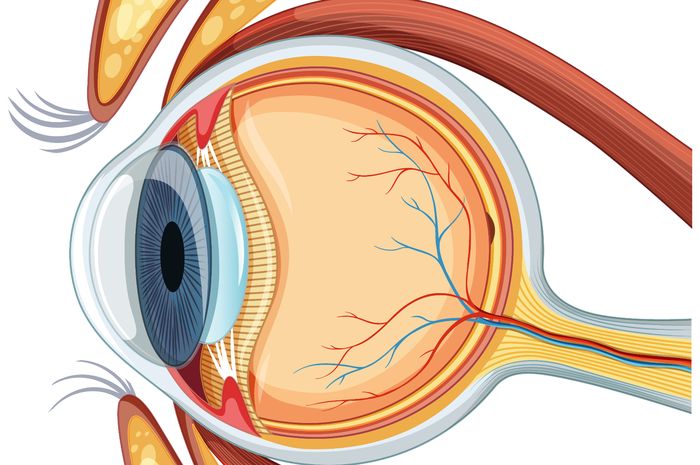 Organ Mata Manusia: Anatomi, Ciri-Ciri, dan Fungsinya - Bobo