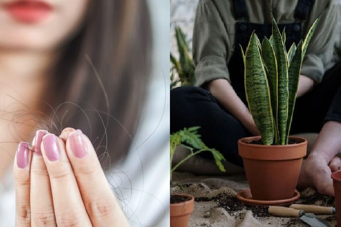 Yang rambutnya rontok jangan langsung dibuang, coba letakkan dalam pot ...