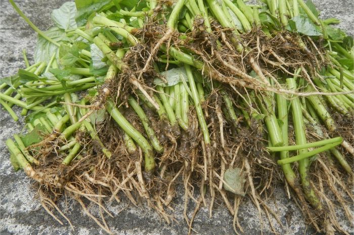 Pengantin Baru Harus Tahu! Rebus Akar Bayam dan Minum 2 Kali Sehari ...