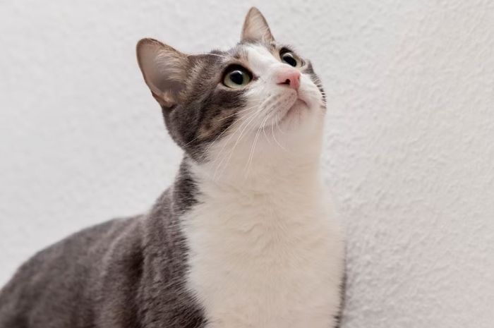 Cara Praktis Menghilangkan Bau Urin Kucing di Rumah, Cukup Pakai 1 ...