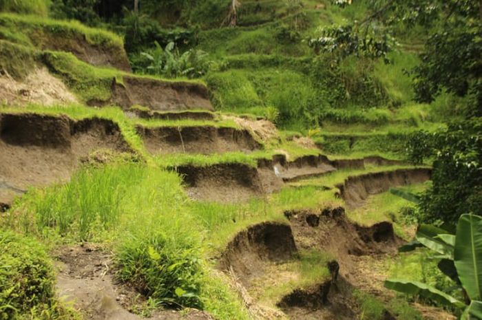 Pengertian Terasering dan Jenis-jenisnya untuk Bercocok Tanam - Kids