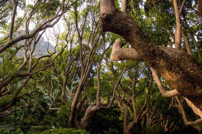 Mengenal Komponen Biotik Ekosistem, Pengertian dan Contoh-Contohnya - Bobo