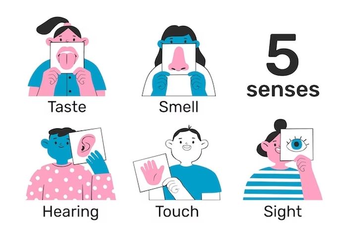 5 Jenis Reseptor pada Indra Manusia, Pengertian dan Contohnya - Kids 5 Jenis Reseptor pada Indra Manusia, Pengertian dan Contohnya - Kids