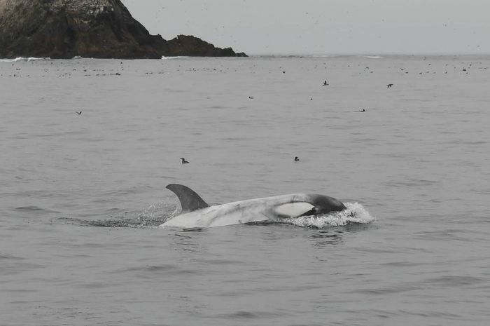 Forsty, Paus Pembunuh Putih yang Sangat Langka Akibat Leucism ...
