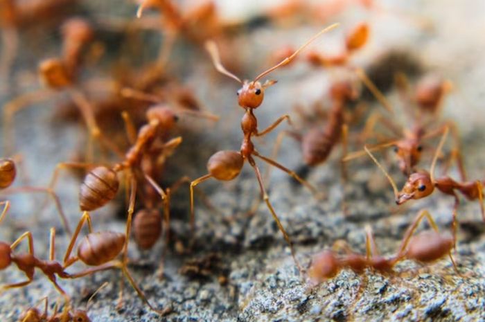 Dijamin Tak Balik Lagi! Cara Menghilangkan Semut Merah di Halaman Rumah ...