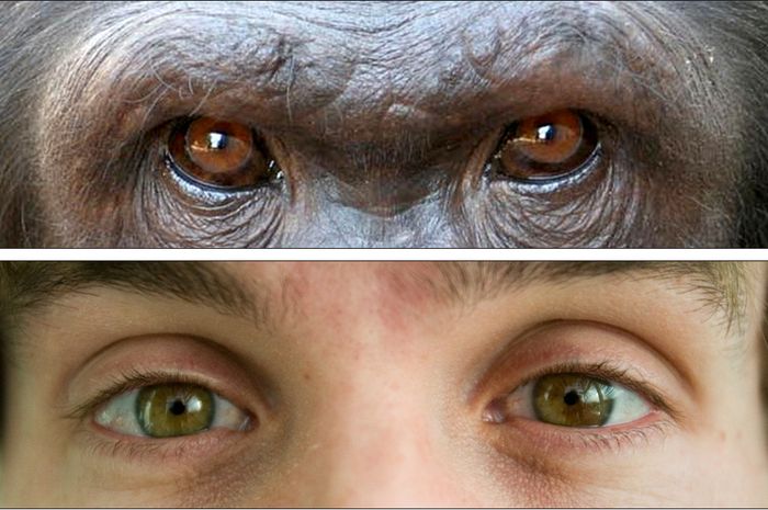 Dunia Hewan: Apakah Monyet Melihat Warna yang Sama dengan Manusia ...