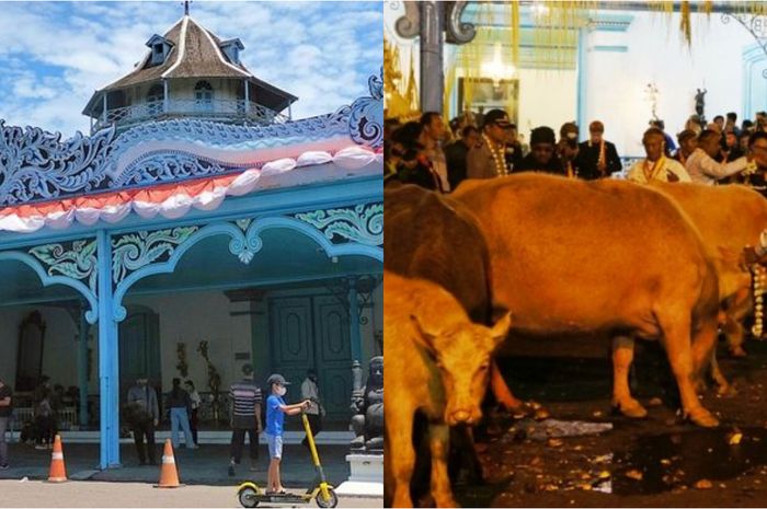 Menguak sosok Asli Kebo Bule, Hewan Sakti yang Konon Menemukan Wilayah ...