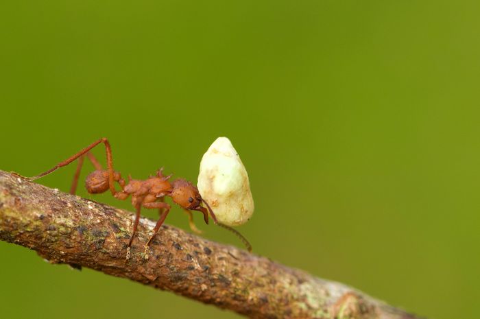 Mengapa Semut Bisa Mengangkat Beban Berkali-kali Lipat dari Berat ...