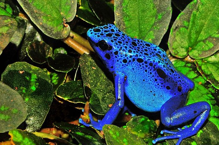15 Fakta Menarik Desert Rain Frog, Katak yang Suka Sembunyi di Bawah ...