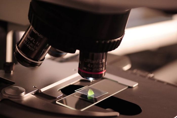 Metode-metode Pengamatan Sel yang Digunakan Para Ahli, Materi Biologi ...