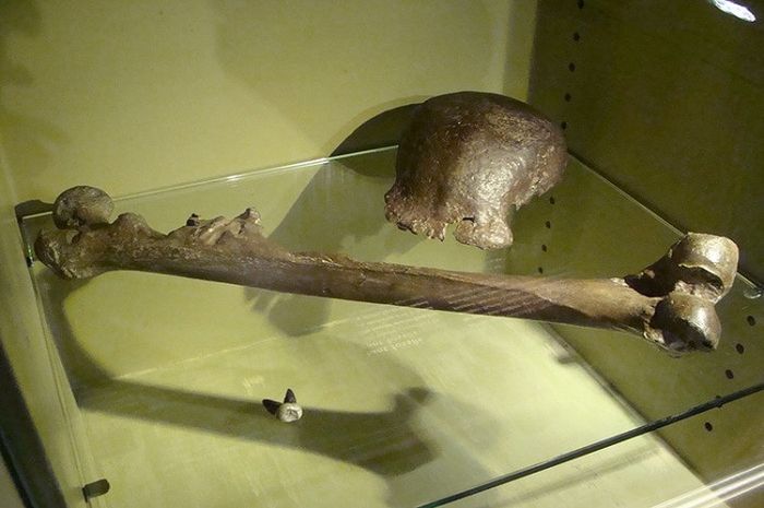 Sejarah Penemuan dan Ciri-Ciri Pithecanthropus Erectus - Adjar