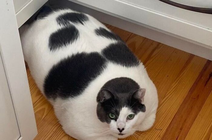 Perjalanan Diet yang Mengesankan, Kucing Obesitas Ini Jalani Diet ...