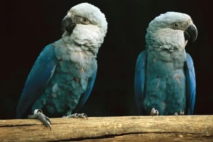 Sempat Dinyatakan Punah, Ini 5 Fakta Unik Burung Beo Biru Spix's Macaw ...