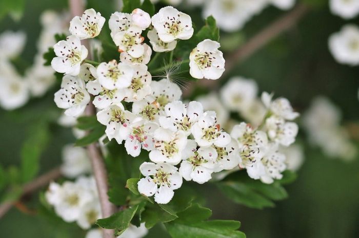 Jadi Bunga Kelahiran Bulan Mei, Ini Filosofi dari Bunga Hawthorn - Bobo