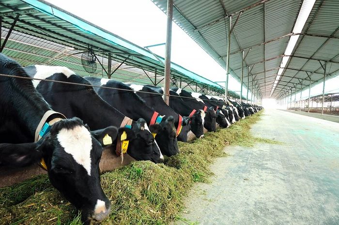 Teknologi AI Mampu Tingkatkan Produksi Susu Sapi Perah di China - Info ...