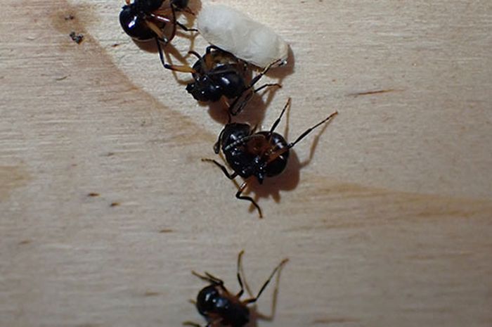 Dunia Hewan: Koloni Semut Pulau Kanguru Bisa Berpura-pura Mati ...