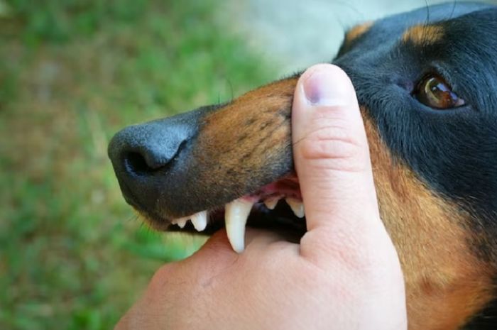 Waspada Tanda-tanda Rabies pada Manusia, Lengkap dengan Penanganan ...